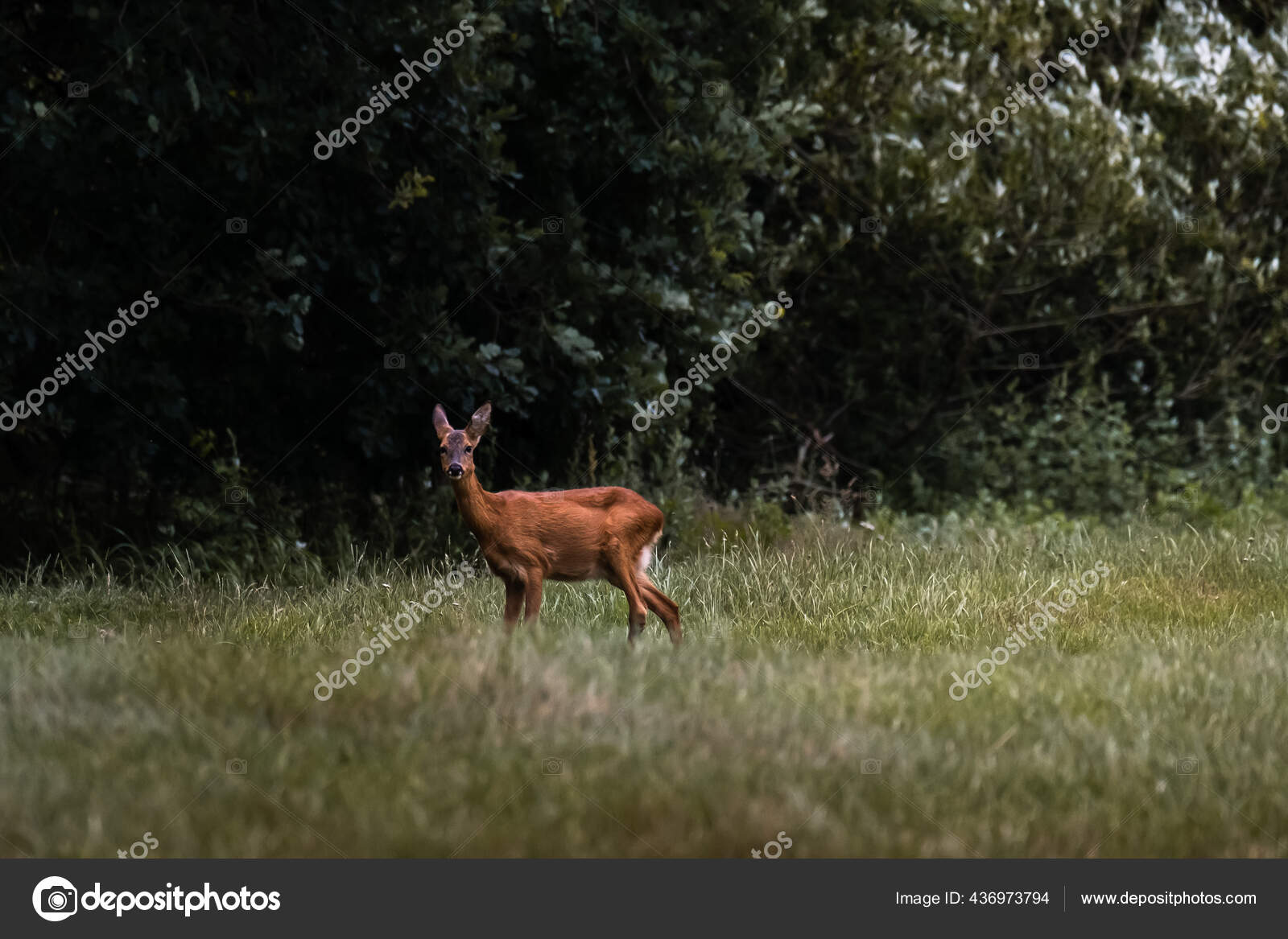 Selective Focus Closeup Young Deer Forest North Germany — Stock Photo ...