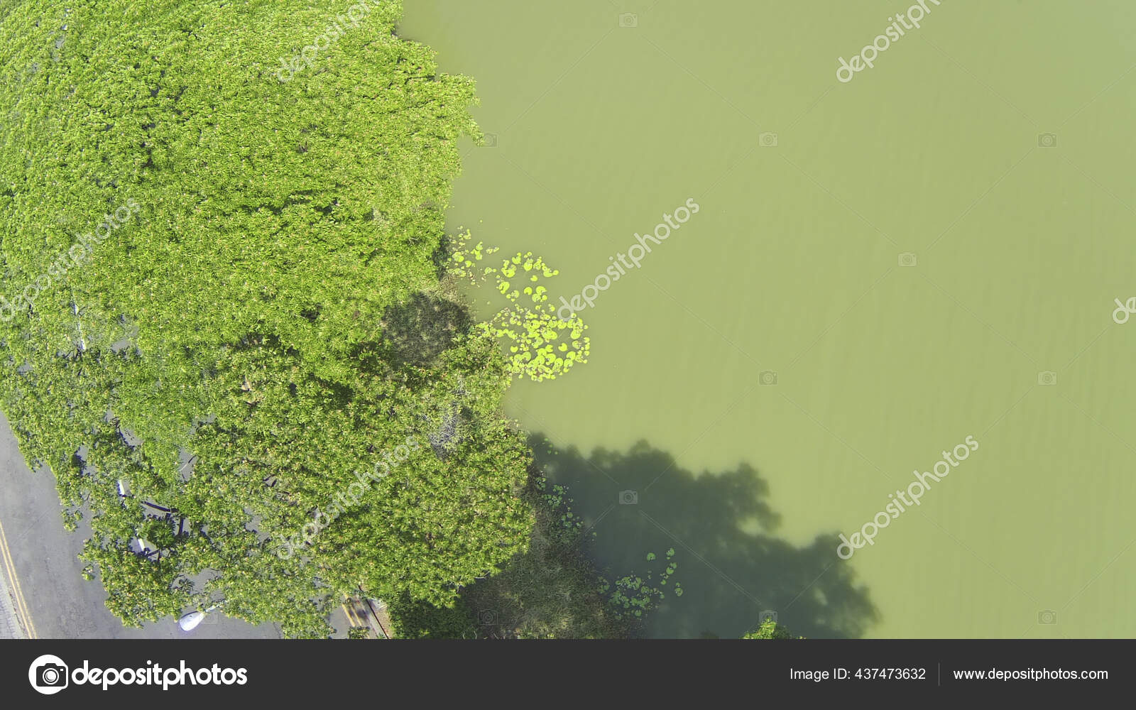 Top View Bright Green Water Growing Trees Side — Stock Photo ...
