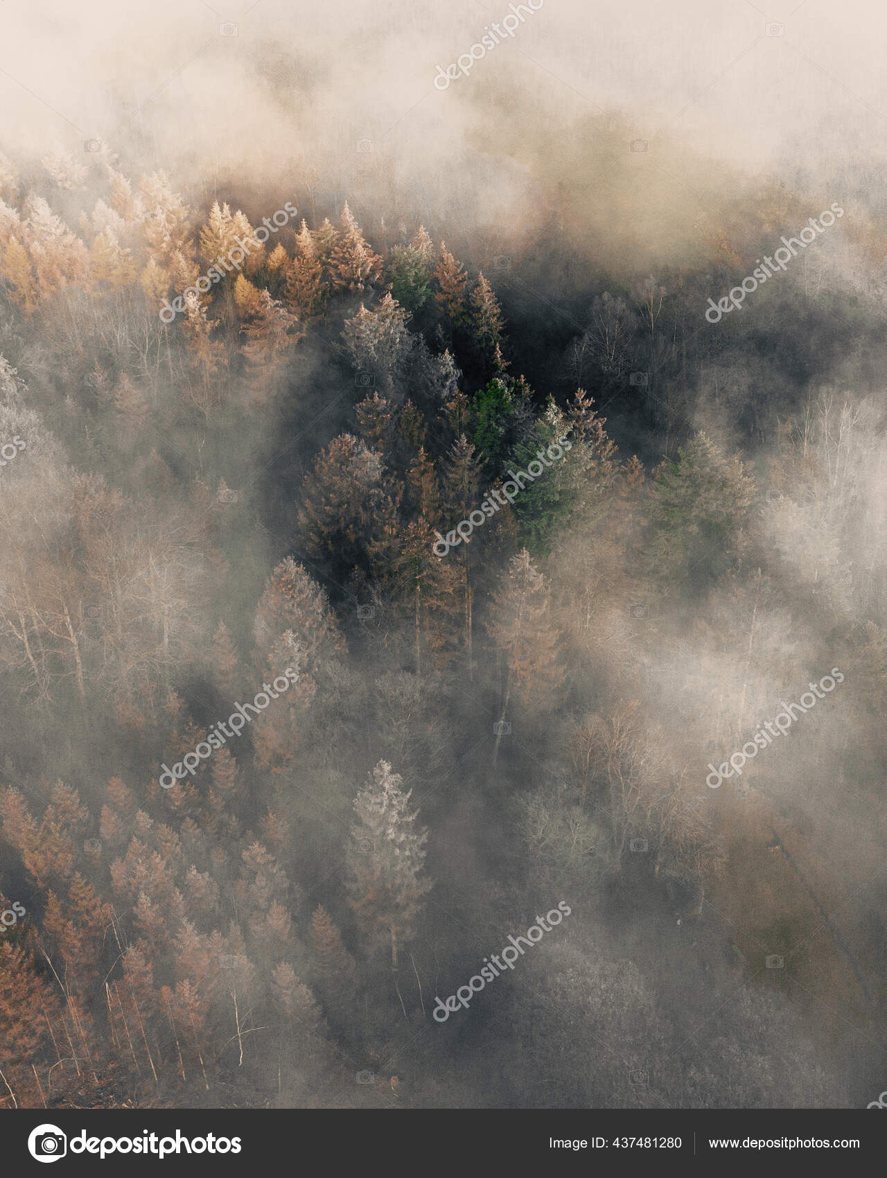 Aerial Sho Snowy Pine Forest Winter Season — Stock Photo © Wirestock ...
