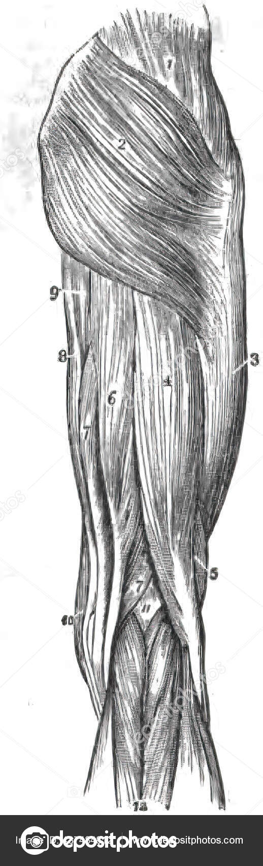 Vertical Illustration Human Leg Limb Structure Human Anatomy Print Book ...