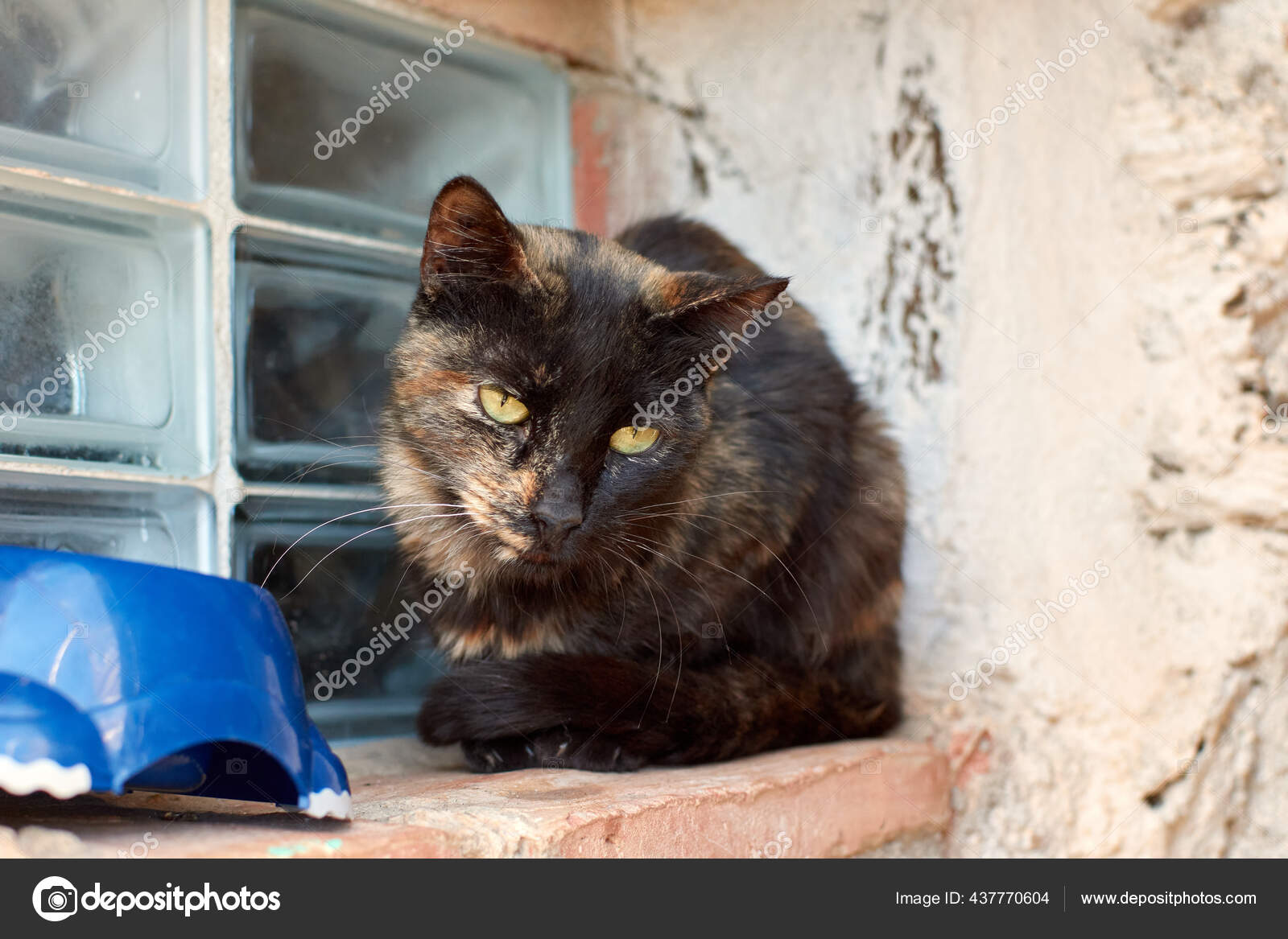 Closeup Scruffy Cat Snuggly Sitting Exterior Window Sill — Stock Photo ...