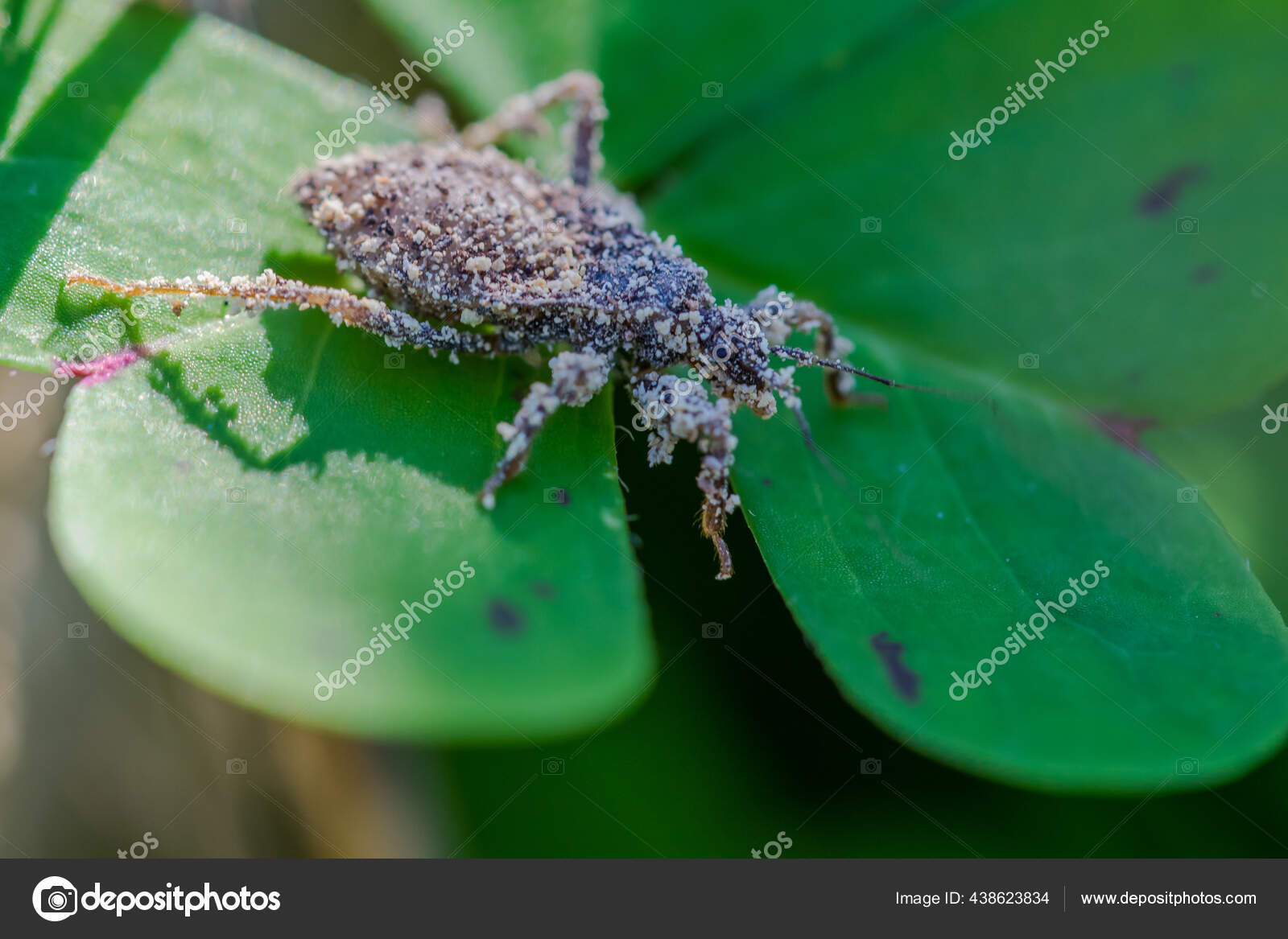 Small Insect Covered Dust Walks Cape Sorrel Leaves Stock Photo by ...