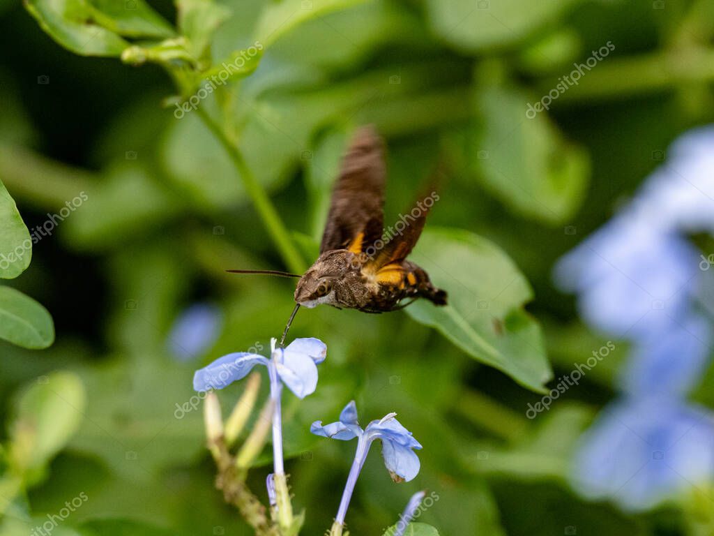 Una polilla halcón colibrí se alimenta de flores a lo largo de un río ...