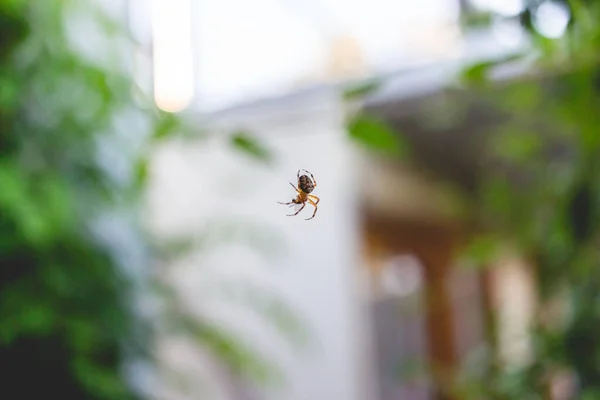 Crawling to the ladder Stock Photos, Royalty Free Crawling to the ...