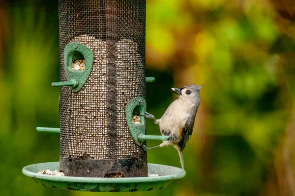 Common titmouse Stock Photos, Royalty Free Common titmouse Images ...