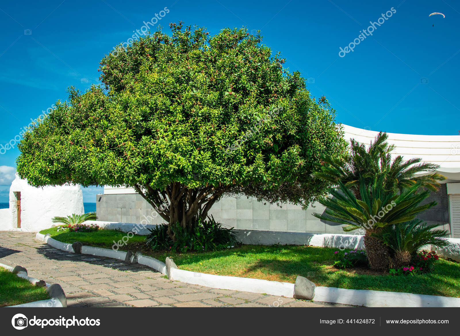 Ligustrum Tree