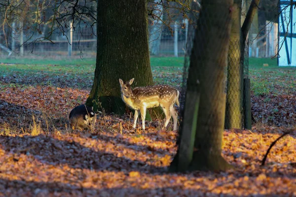 En dieren Stock Photos, Royalty Free En dieren Images | Depositphotos