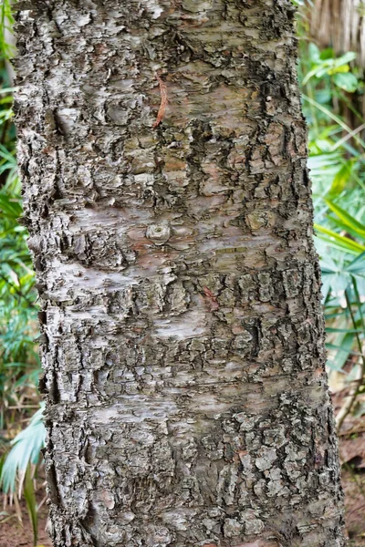 Tree of cassia bark Stock Photos, Royalty Free Tree of cassia bark ...