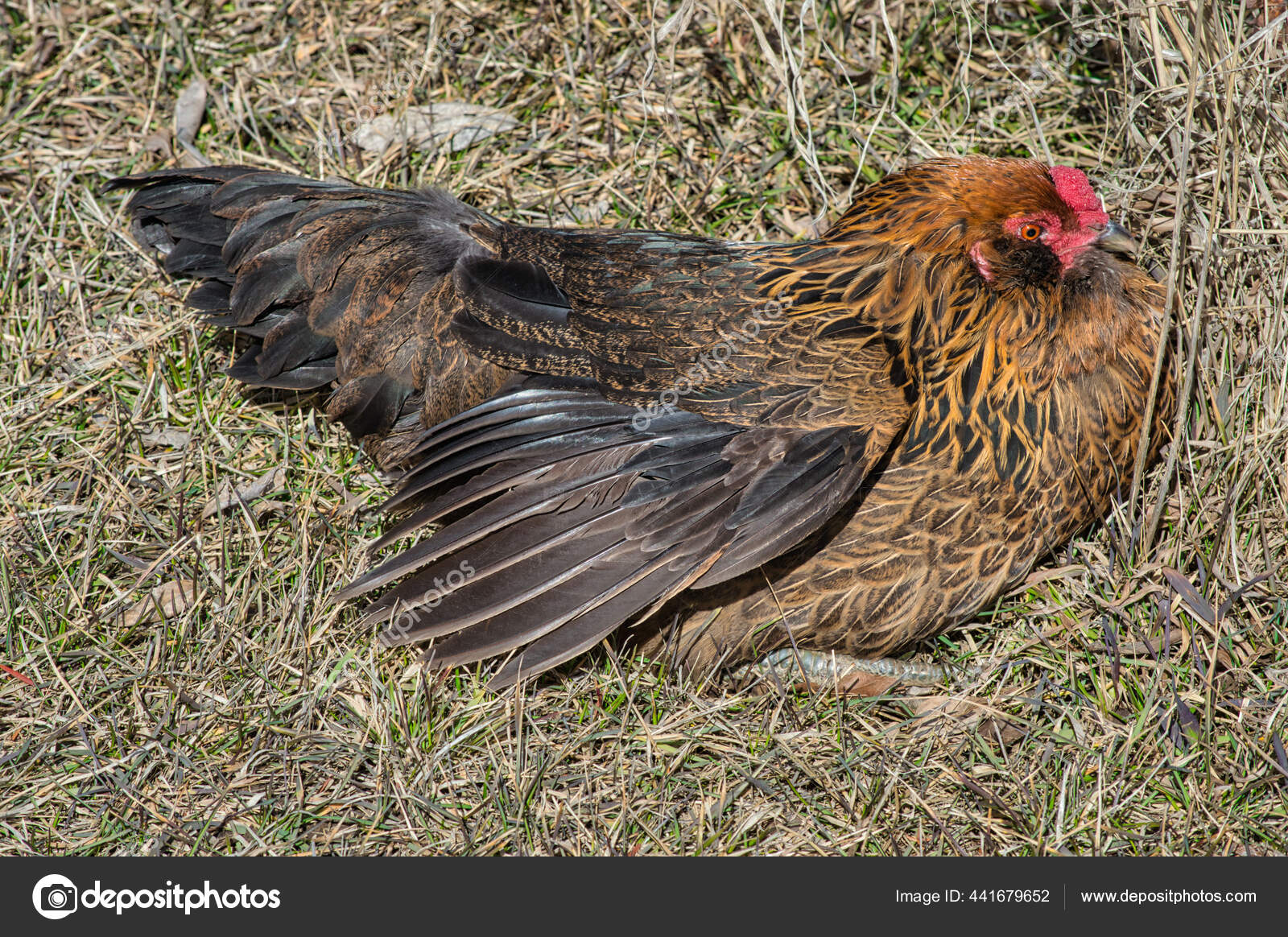 Closeup Shot Brown Chicken Resting Grass — Stock Photo © Wirestock ...
