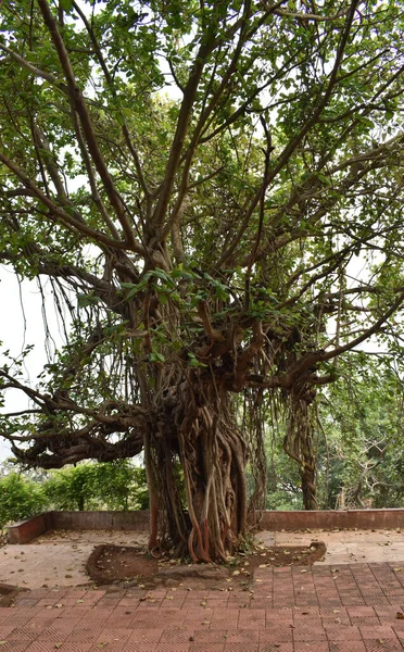 Malacca tree Stock Photos, Royalty Free Malacca tree Images | Depositphotos
