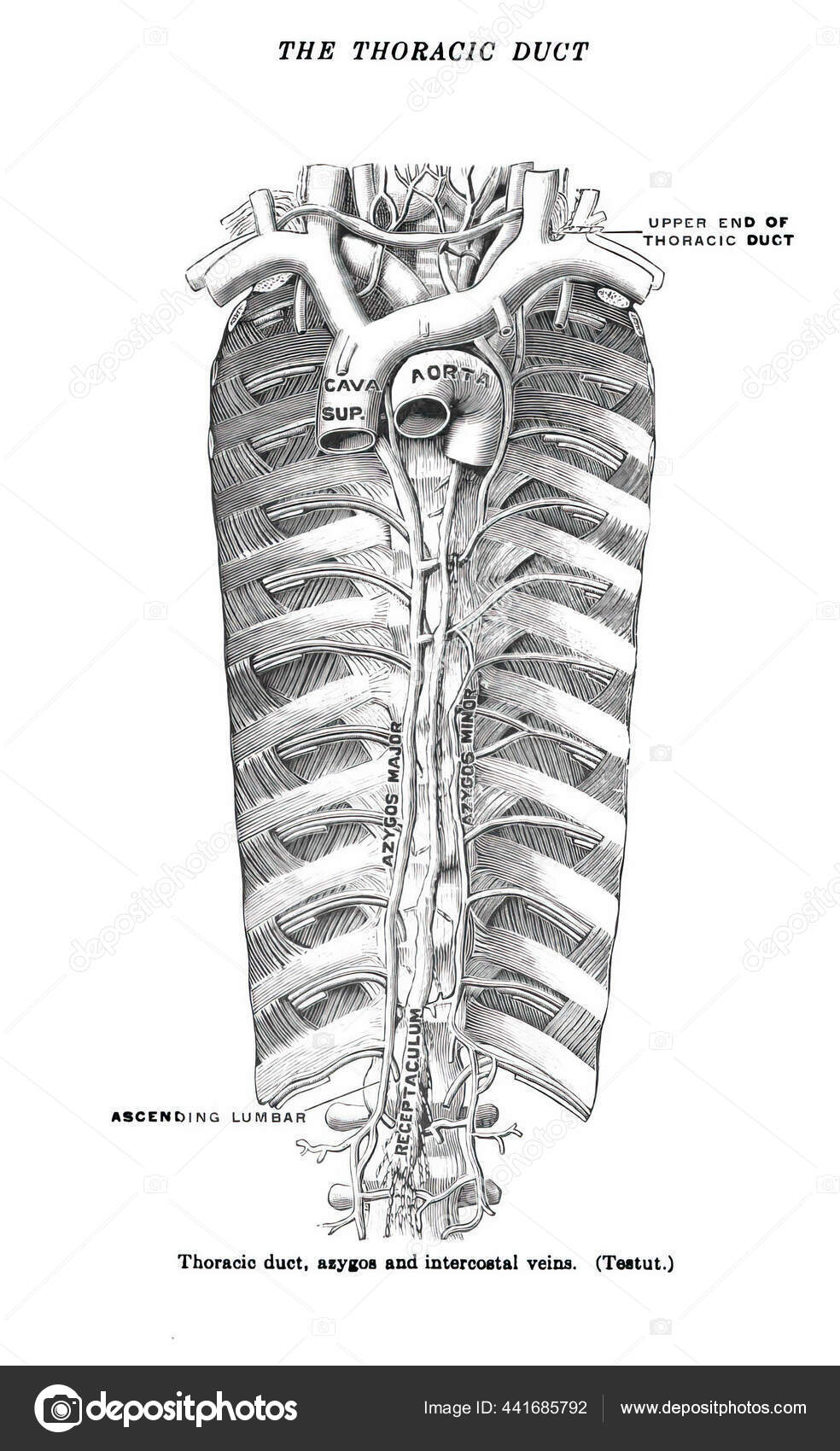 Estructura Conducto Torácico Atlas Anatomía Humana Aislado Sobre Fondo ...