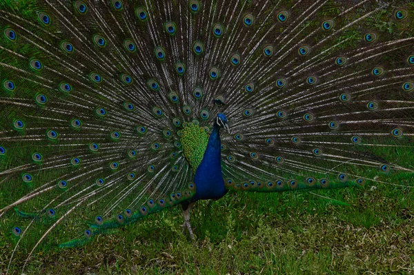Beautiful peacock tail walking Stock Photos, Royalty Free Beautiful ...