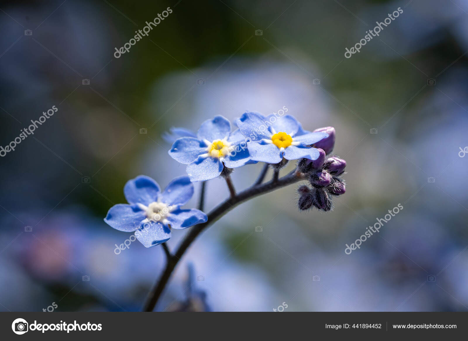 Beautiful Blue Exotic Flowers