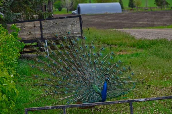 Peacock farm Stock Photos, Royalty Free Peacock farm Images | Depositphotos