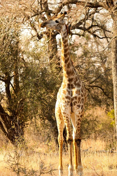 Africa wildlife Stock Photos, Royalty Free Africa wildlife Images ...