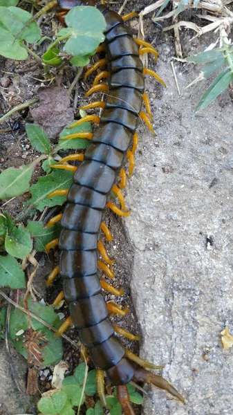 Inseto centopeia Stock Photos, Royalty Free Inseto centopeia Images ...