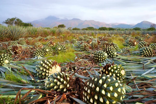 Agave field Stock Photos, Royalty Free Agave field Images | Depositphotos