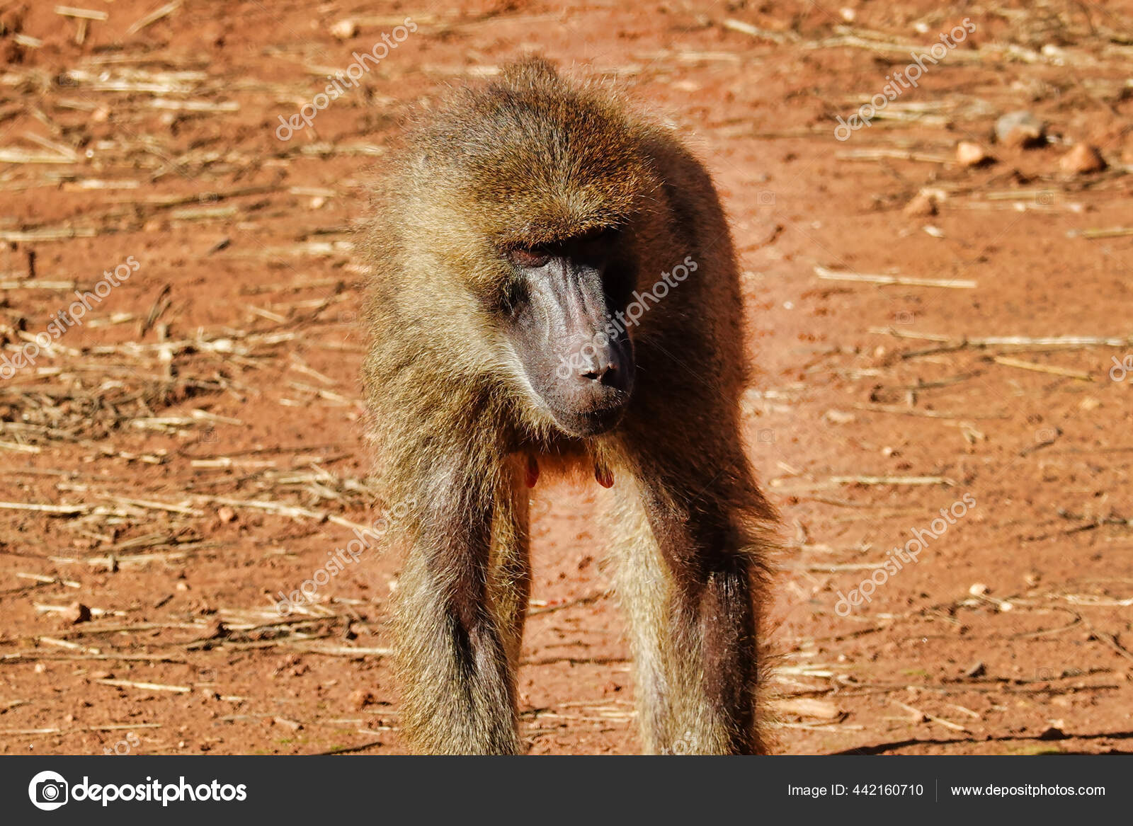 Babuino Chacma Caminando Parche Desierto Zoológico — Foto de stock #442160710 © Wirestock