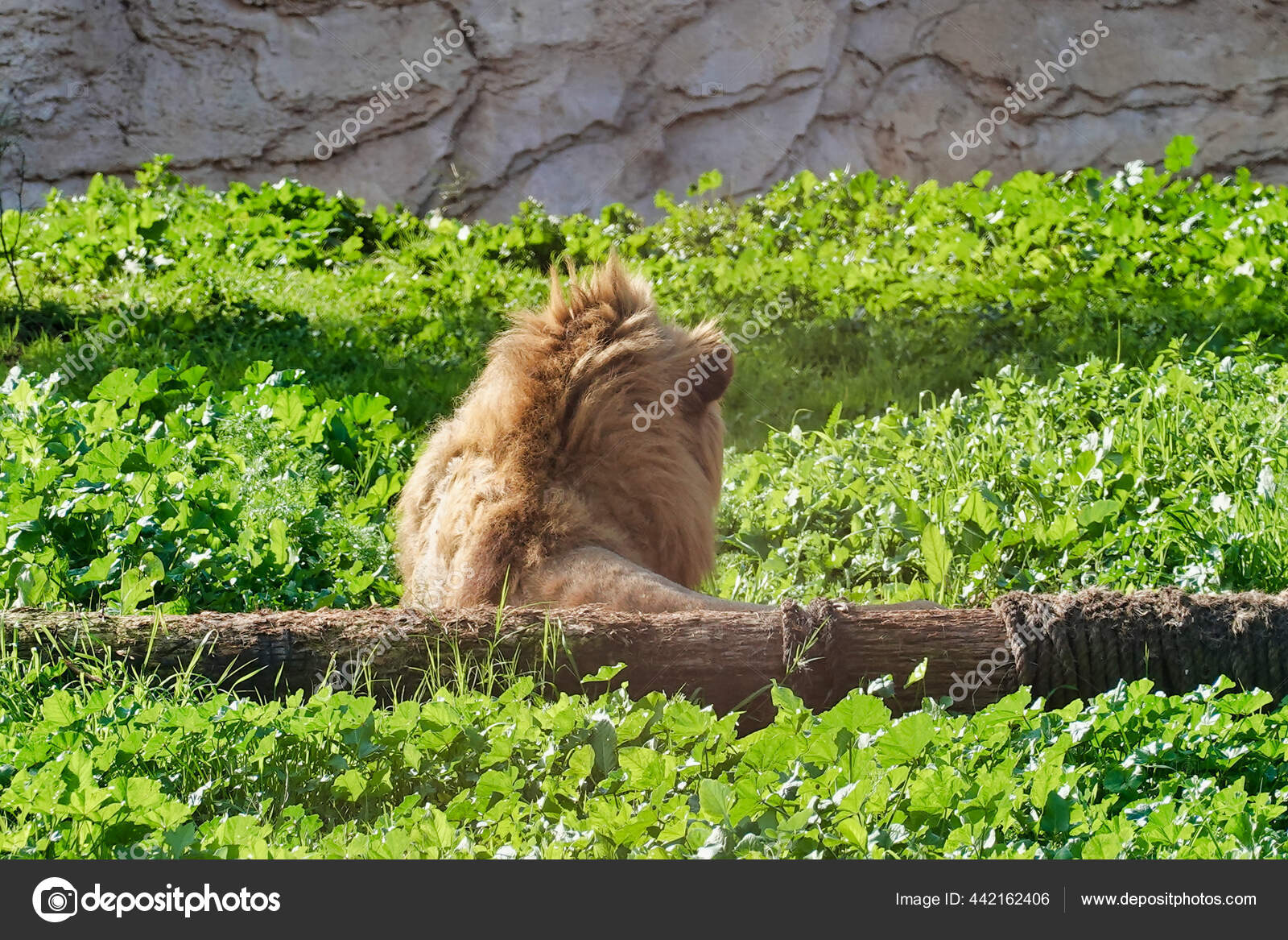 Back View Lion Sitting Field — Stock Photo © Wirestock #442162406