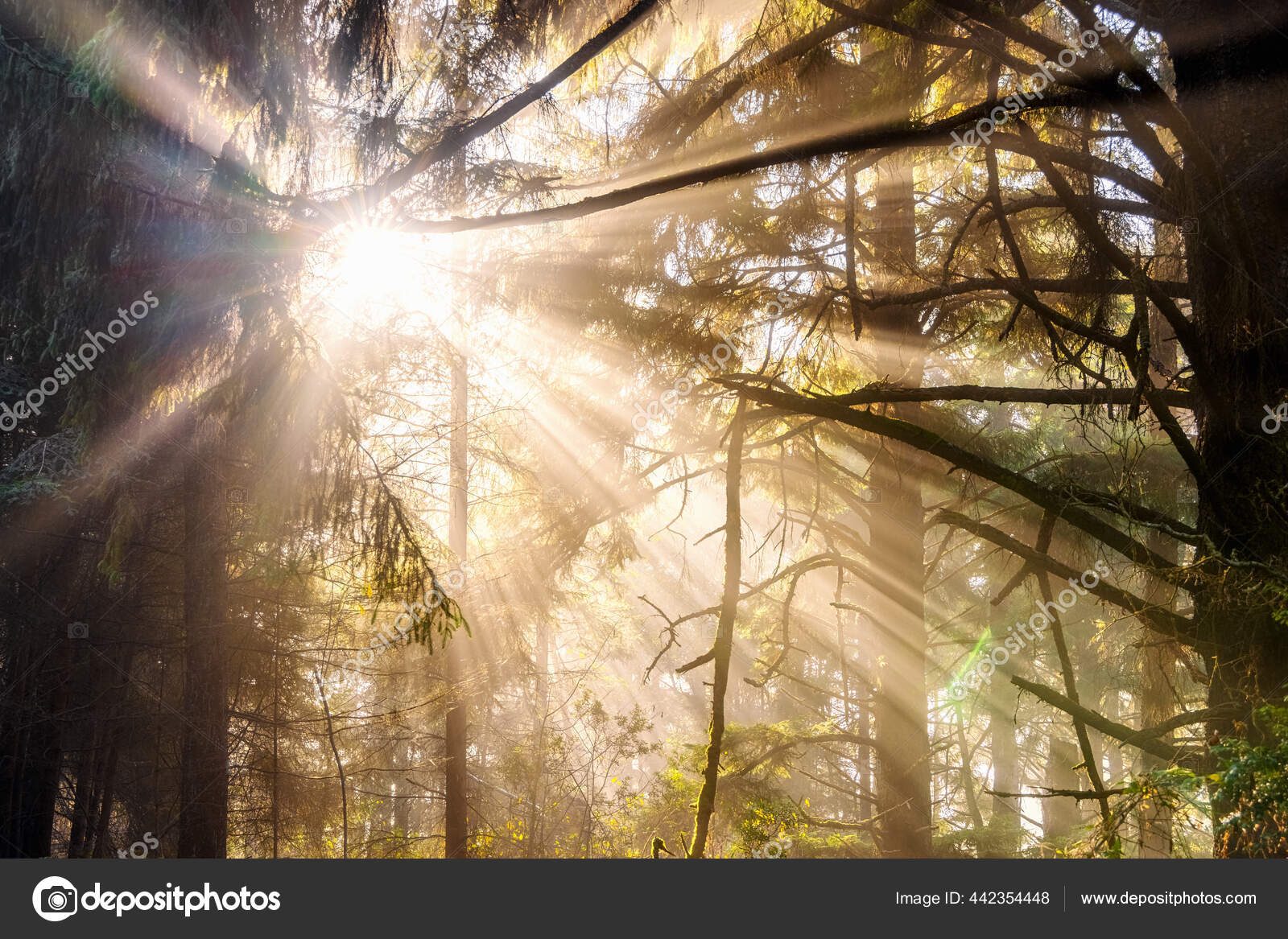 Beautiful Shot Sun Rays Beam Trees Forest — Stock Photo © Wirestock ...