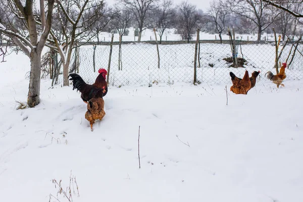 Chickens in snow Stock Photos, Royalty Free Chickens in snow Images ...