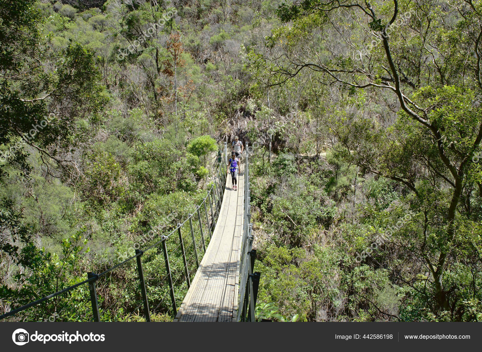 Beautiful View Bridge Forest — Stock Photo © Wirestock #442586198
