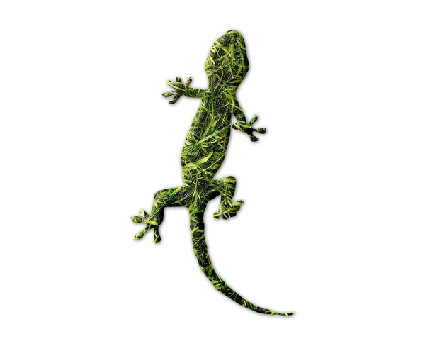 Lizards backgrounds Stock Photos, Royalty Free Lizards backgrounds ...