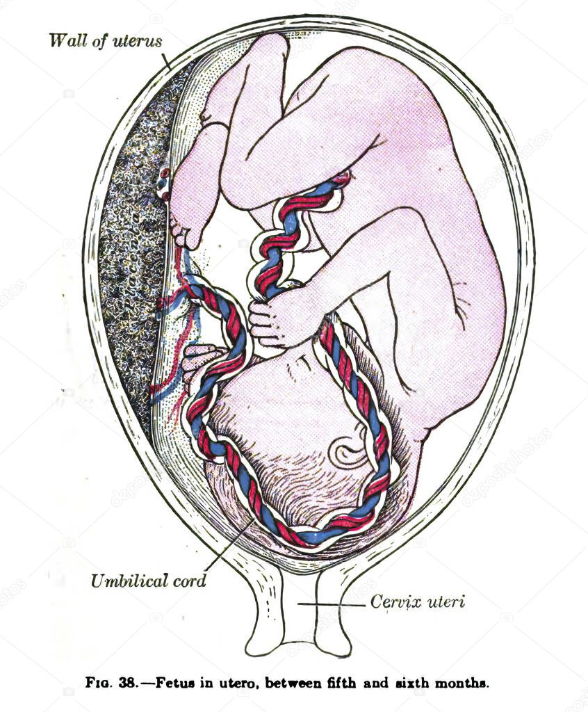 A vertical anatomy drawing and text, of the fetus in utero, between fifth and sixth months from ...