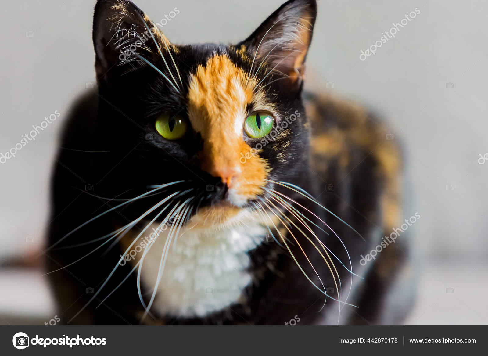 Calico Cat With Yellow Eyes