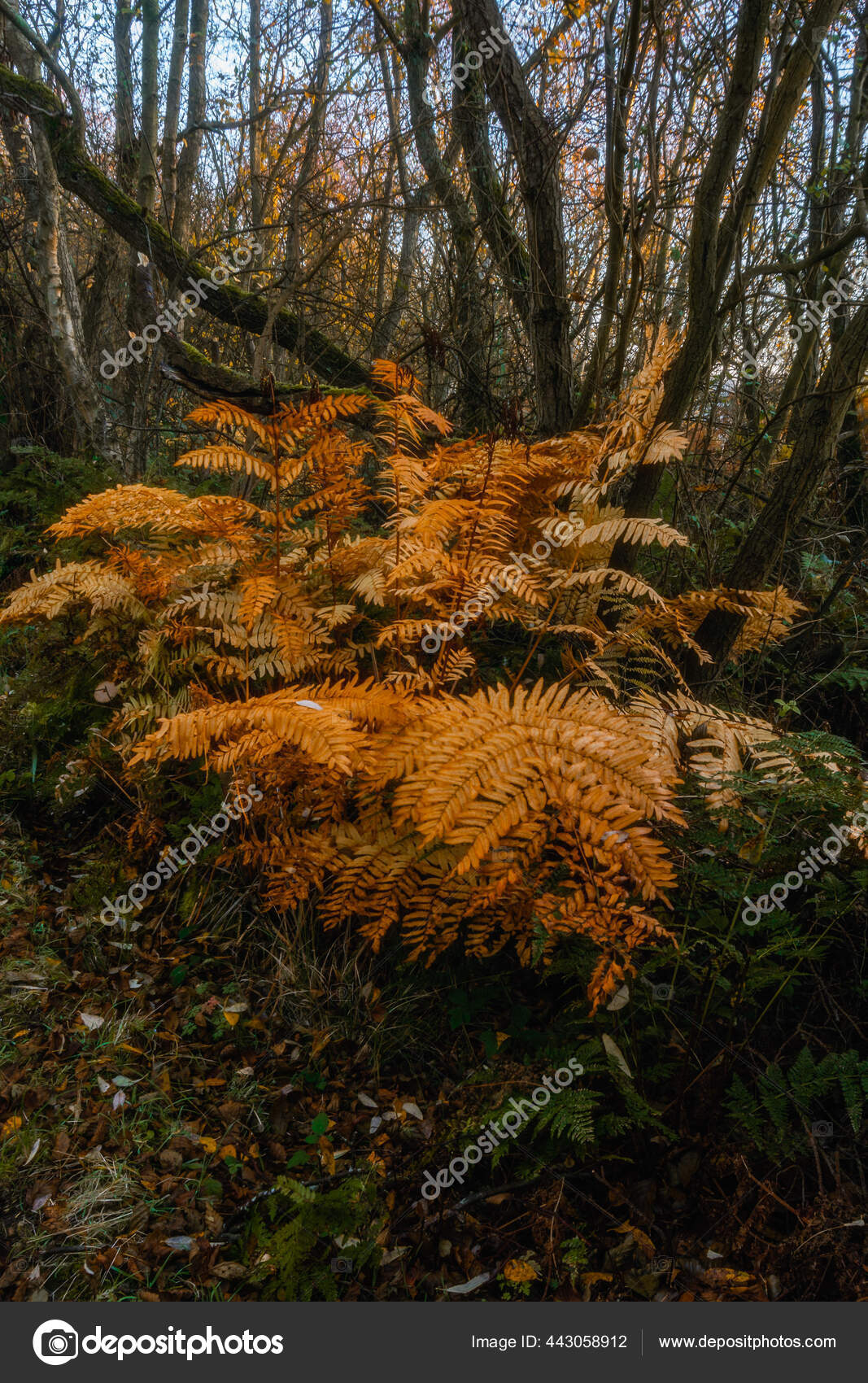 Vertical Shot Orange Tree Branches Forest — Stock Photo © Wirestock ...