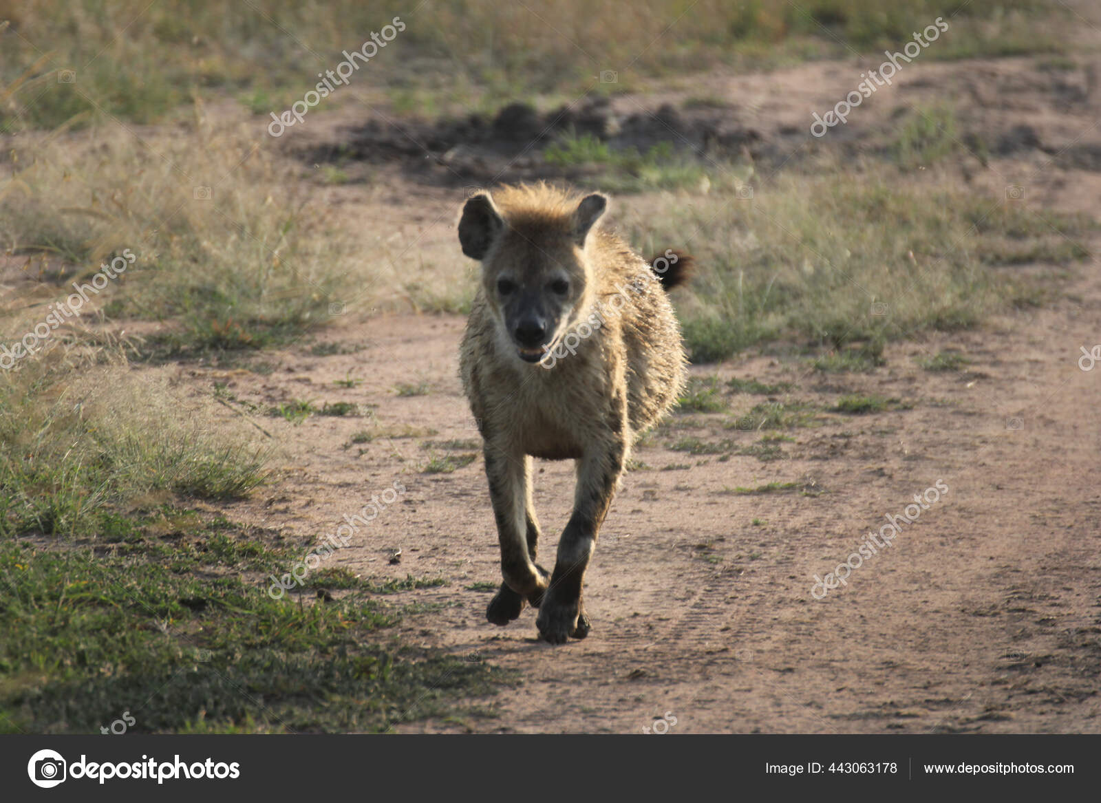 Spotted Hyena Running