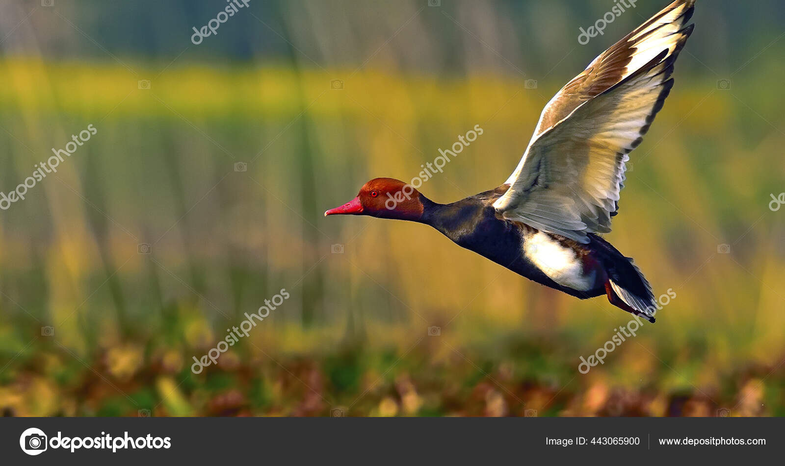 Redhead Duck Flying