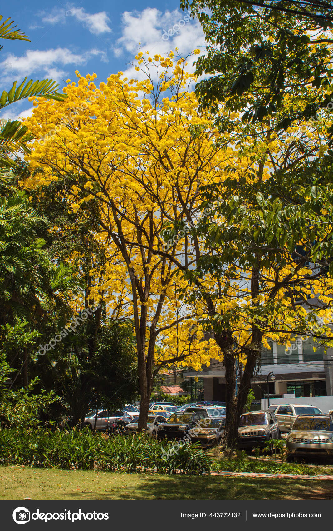 Vertical Shot Bright Yellow Tabebuia Tree Growing Sidewalk — Stock ...