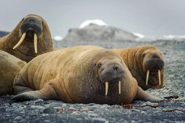 Fotos de Morsas, Imagens de Morsas sem royalties | Depositphotos