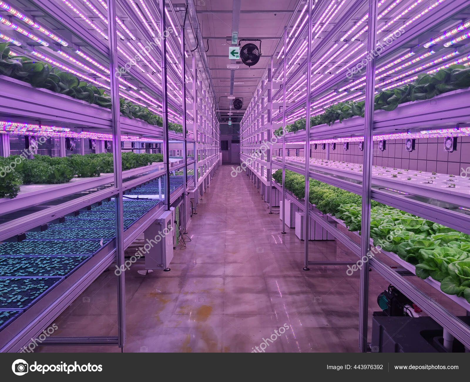Plants Vertical Farms Grow Led Lights Vertical Farming Sustainable ...
