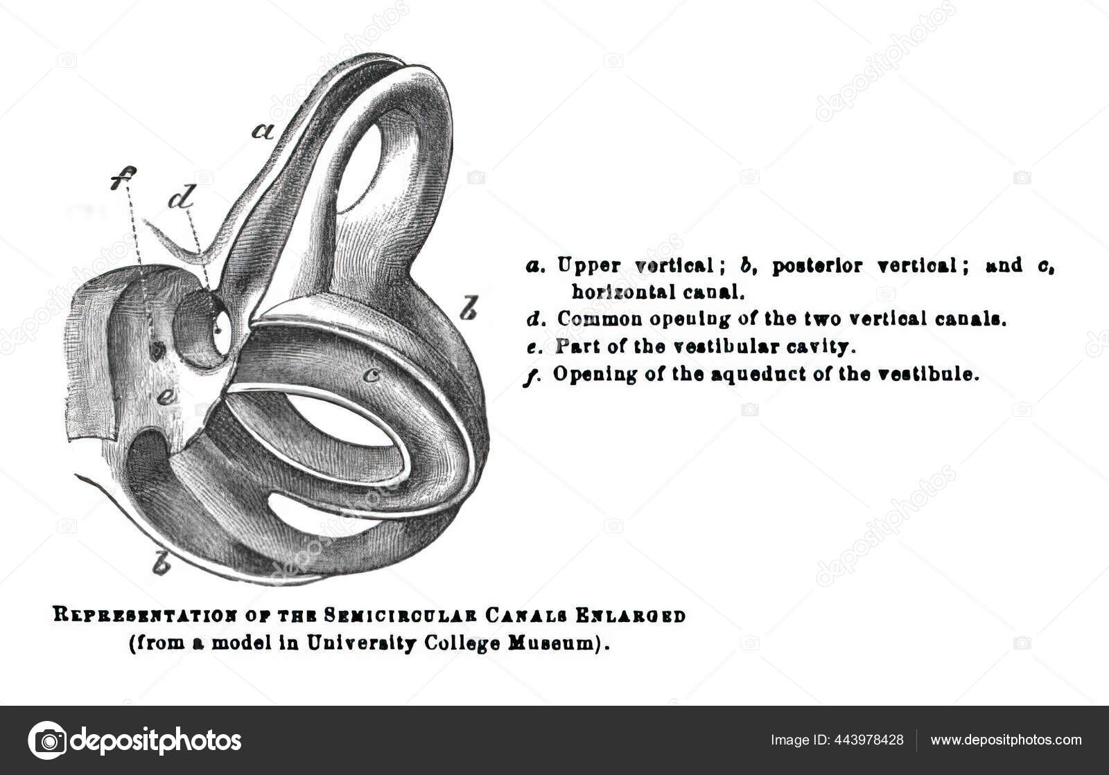 Inner Ear Semicular Canals Anatomical Structure Anatomy Textbook ...