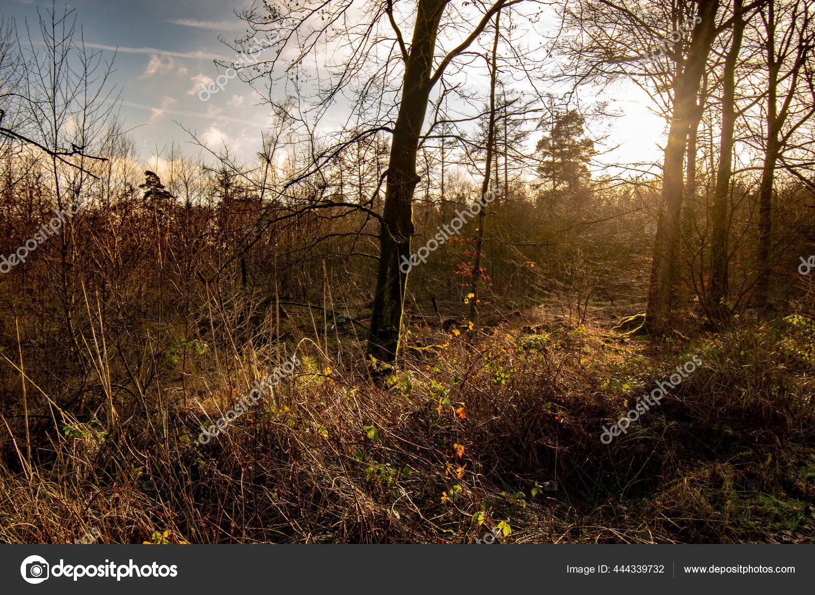 Densely Forested Area Overgrown Grass Norderney Germany Daytime Stock ...