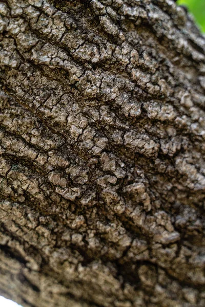 Tree Photography Close Up