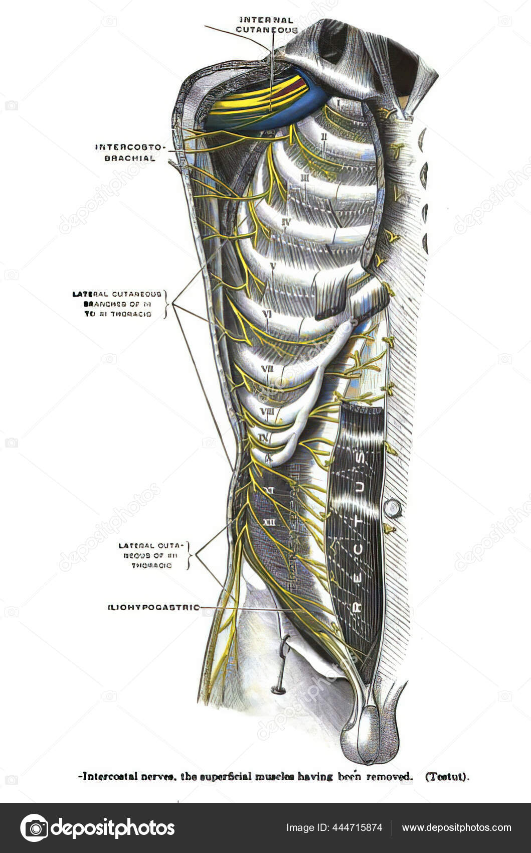 Intercostal Nerves