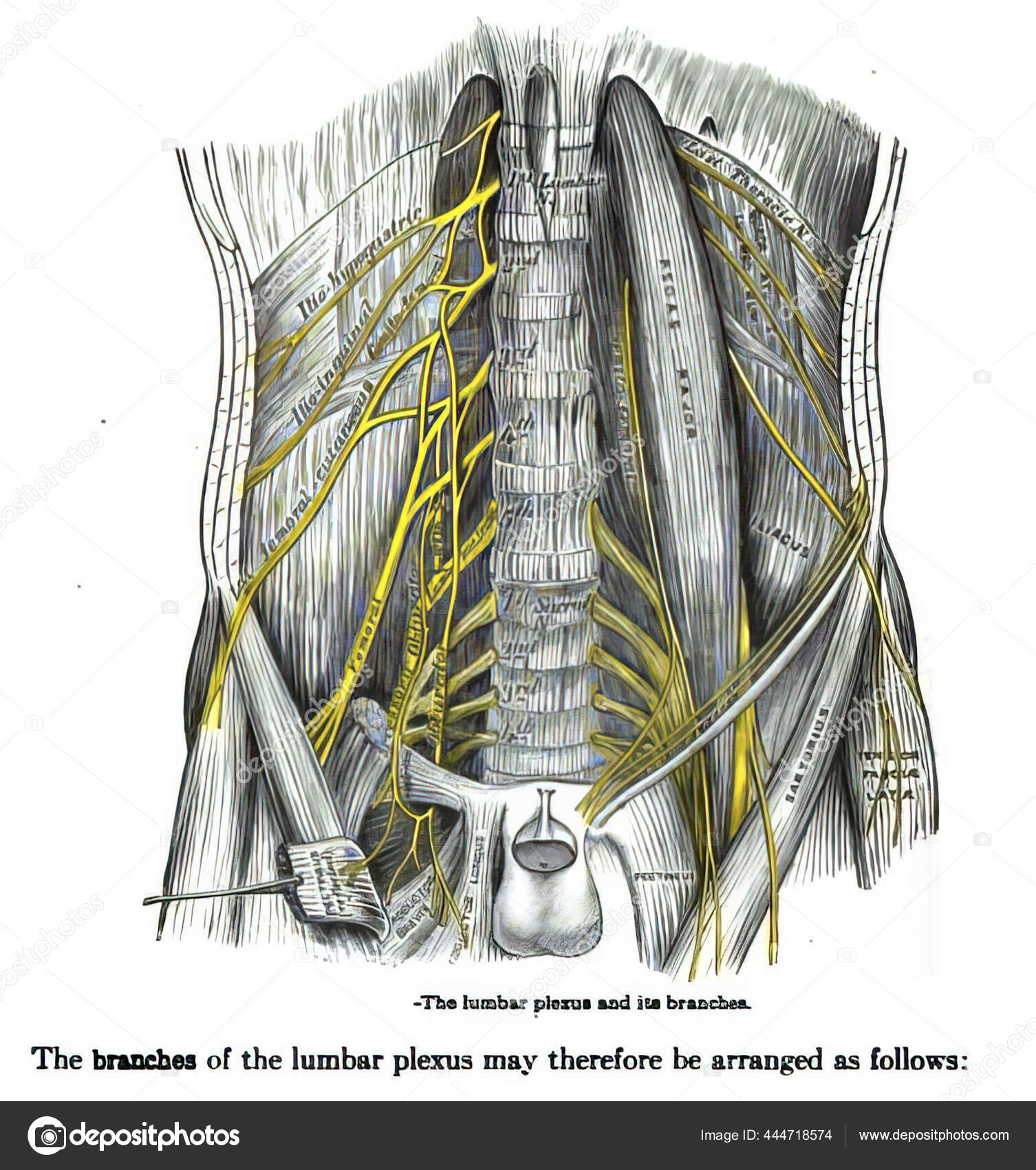 Lumbar Plexus