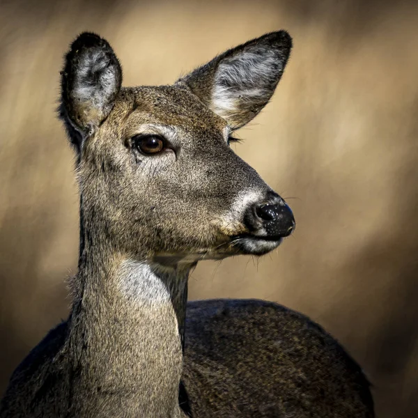 Portrait du cerf Stock Photos, Royalty Free Portrait du cerf Images ...