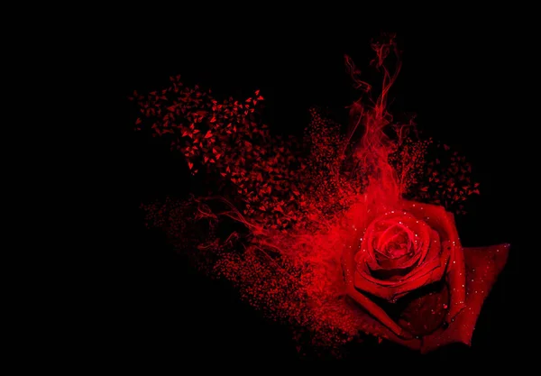 Blood Red Rose Wallpaper