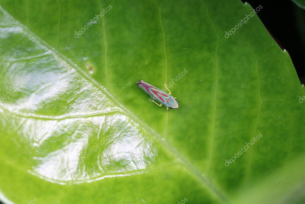 Macro shot of a leafhopper (Auchenorrhyncha), el nombre común para ...