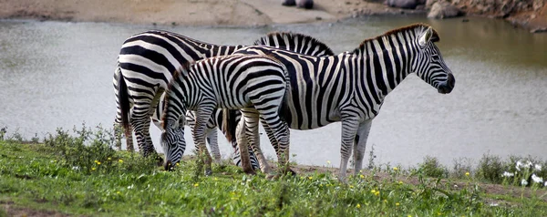 Zebra Stock Photos, Royalty Free Zebra Images | Depositphotos