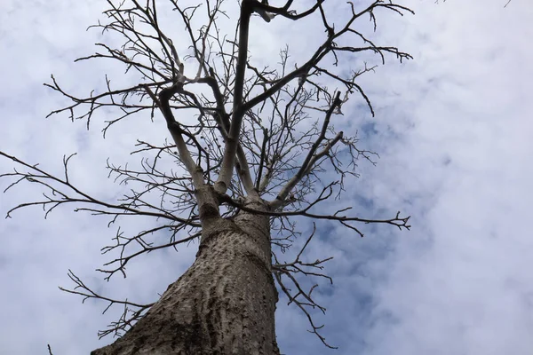 Lifeless tree Stock Photos, Royalty Free Lifeless tree Images ...