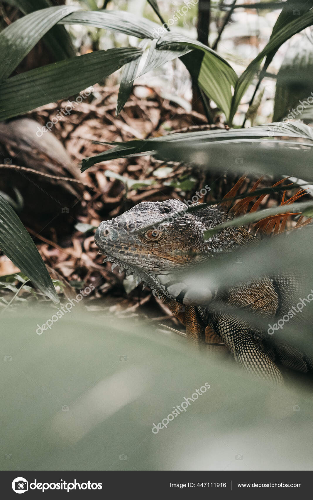 Closeup Vertical Shot Common Iguana Hidden Grasses — Stock Photo ... Closeup Vertical Shot Common Iguana Hidden Grasses — Stock Photo ...