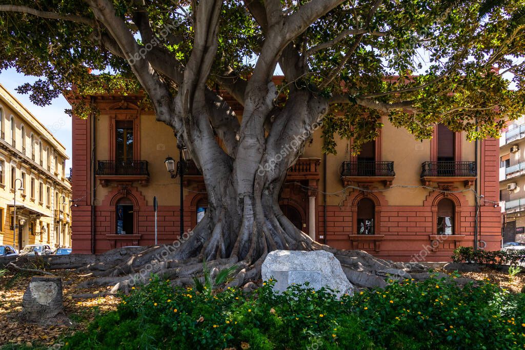REGGIO CALABRIA, ITALIA - 18 de agosto de 2020: Un árbol secular frente a un edificio de estilo ...
