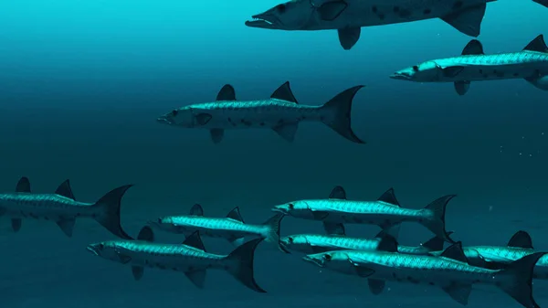 Barracuda fishes swimming in the deep blue ocean water, underwater ...