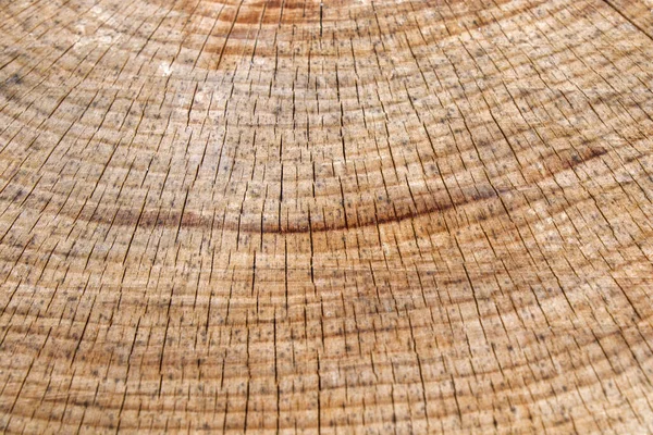 Cut tree rings Stock Photos, Royalty Free Cut tree rings Images ...