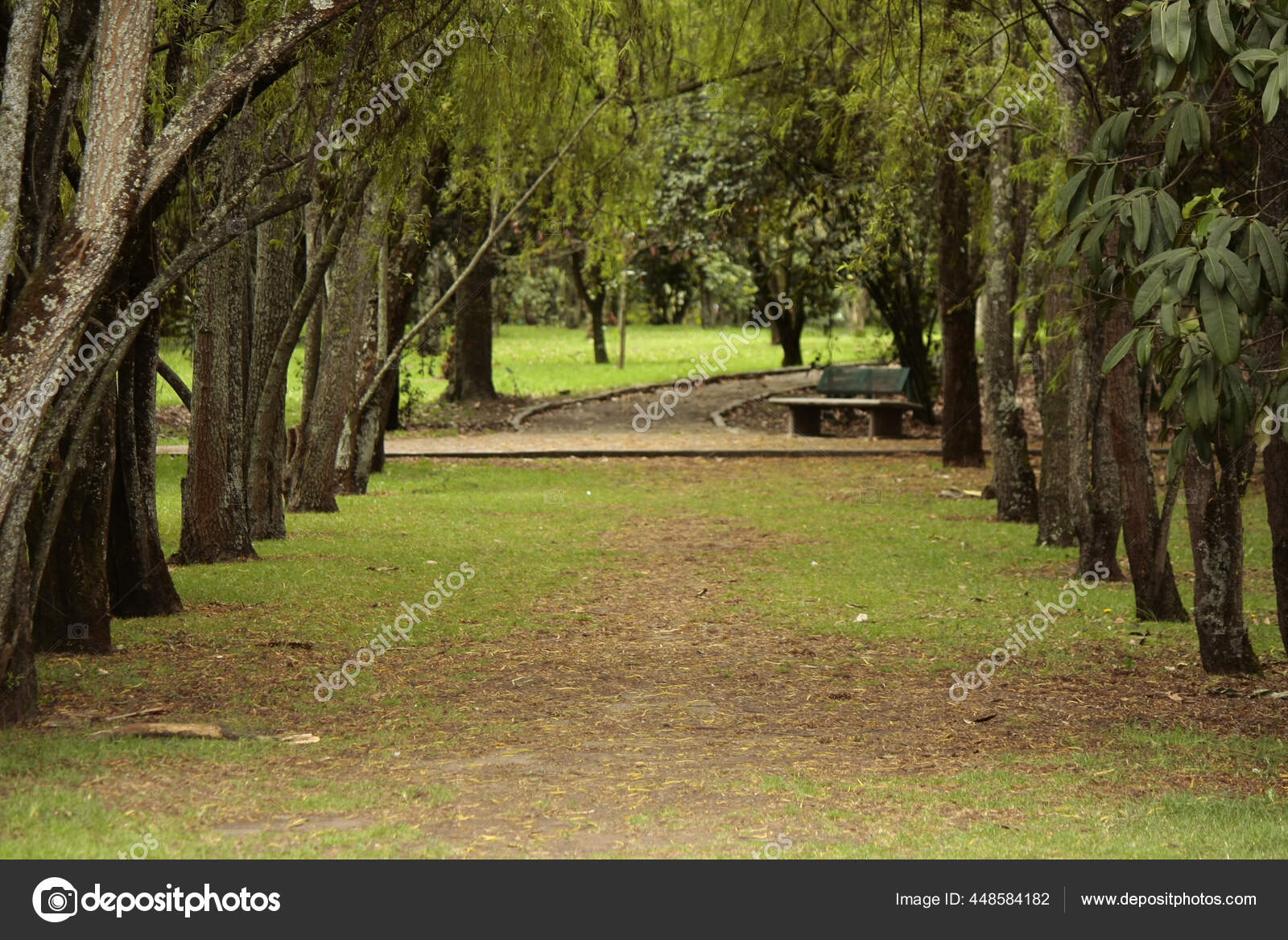 Beautiful Scenery Road Park Tree Trunk View Light Foliage — Stock Photo ...